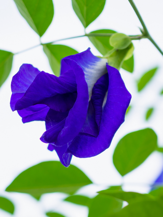 Shankhpushpi for Hair | Shankhpushpi Benefits for Hair – Nature Nuskha